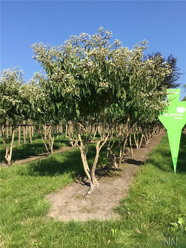 Heptacodium miconioides - Neumann Pflanzen