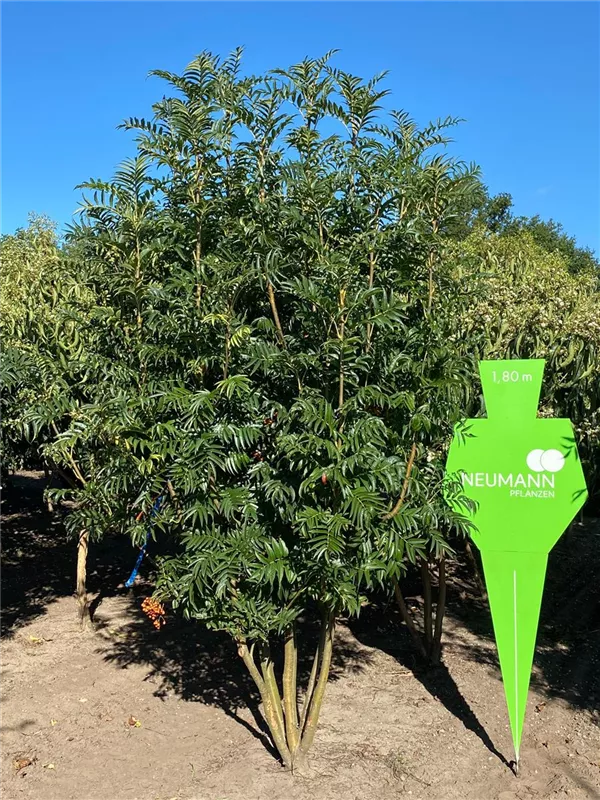 Sorbus 'Dodong' - Neumann Pflanzen