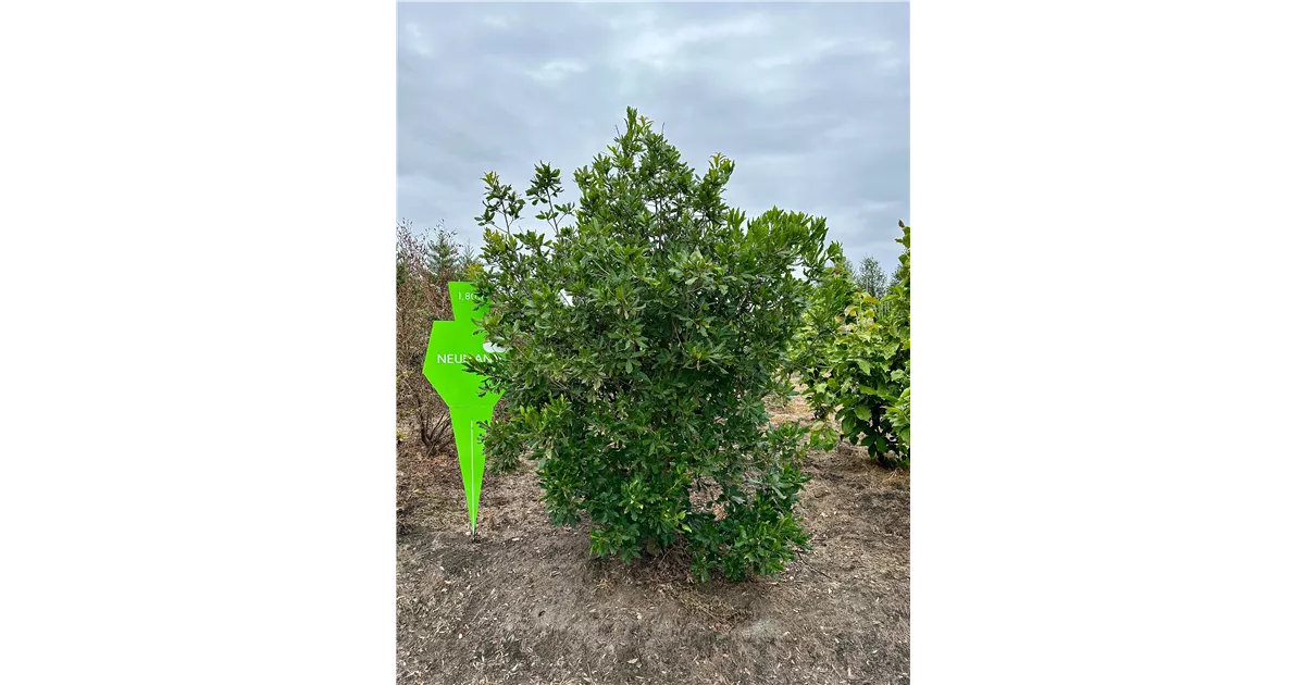 Quercus turneri 'Pseudoturneri', Wintergrüne Eiche - Neumann Pflanzen