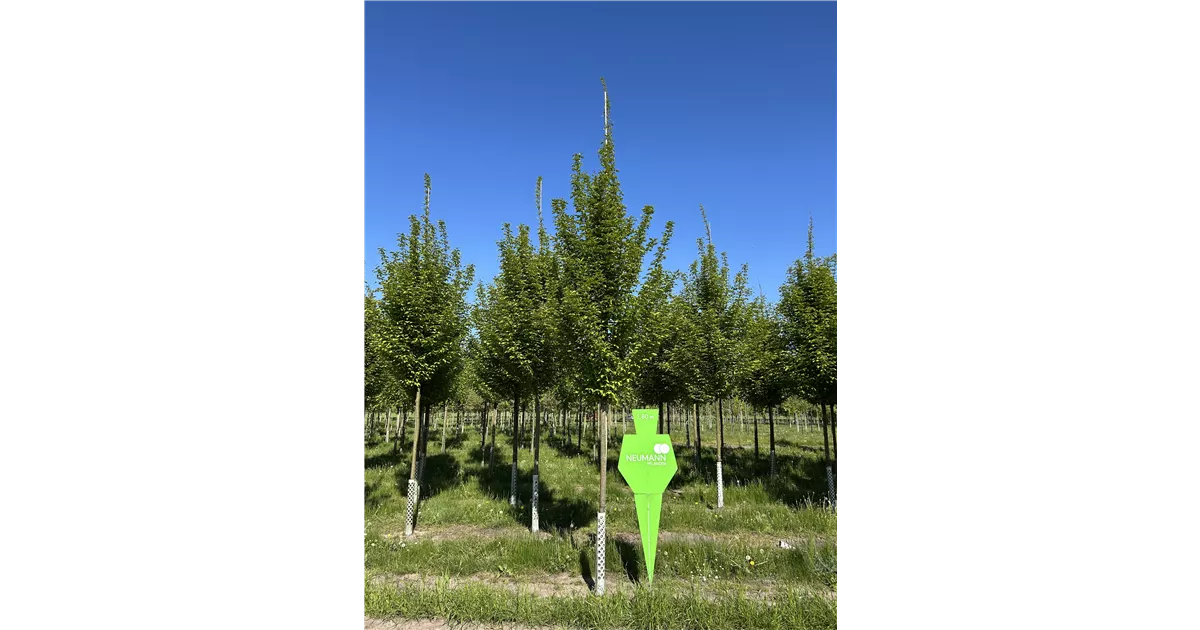 Carpinus betulus 'Fastigiata' - Neumann Pflanzen
